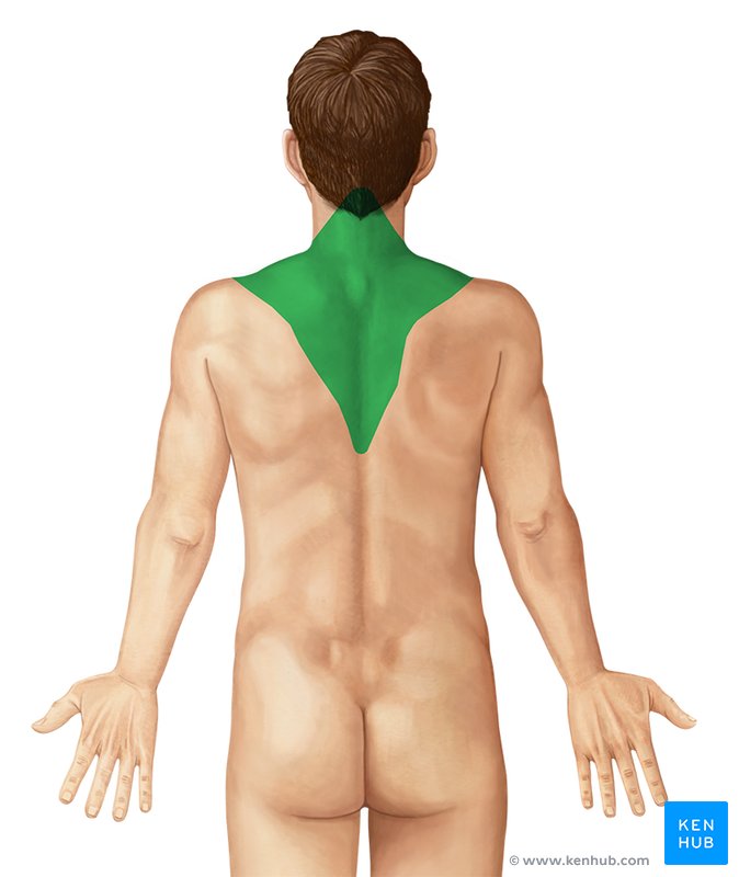 superior nuchal line function