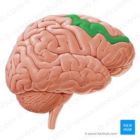 Córtex cerebral - Anatomia, histologia e funções | Kenhub