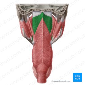 Músculos de la faringe: Anatomía, orígenes e inserciones | Kenhub