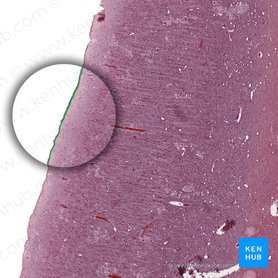 Pia: anatomy, definition, function and location | Kenhub