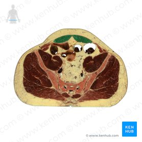 Vordere Bauchmuskulatur: Anatomie, Funktion, Hernien | Kenhub