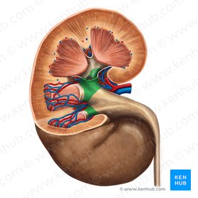 Sistema urinario: Órganos, anatomía y clínica | Kenhub