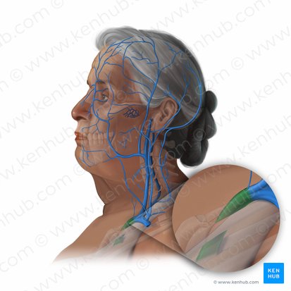 brachiocephalic vein function