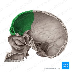 Frontal bone: Anatomy, borders and development | Kenhub