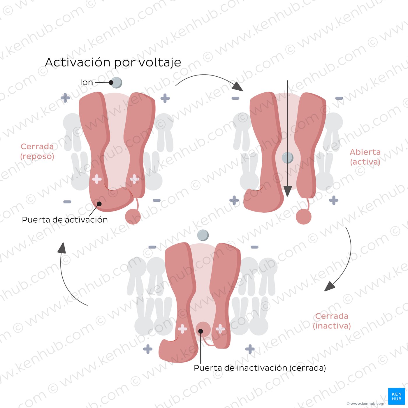 Periodo refractario: Subfases y funciones | Kenhub