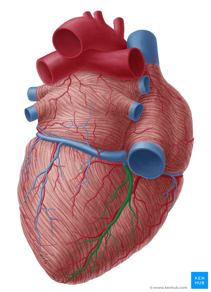 great cardiac vein function