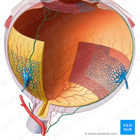 Blood vessels and nerves of the eye: Anatomy | Kenhub