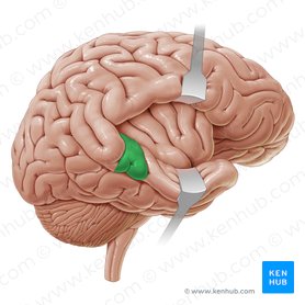 Temporal lobe: anatomy, functions and location | Kenhub