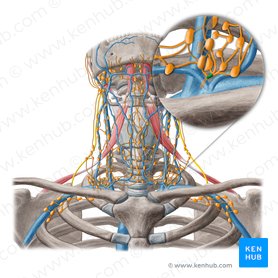 Lymph nodes of the head, neck and arm | Kenhub