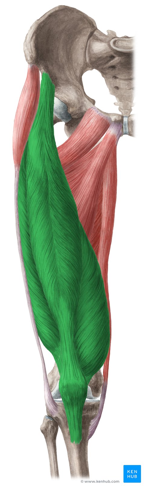 Músculo Cuádriceps Femoral Anatomía Inervación Función Kenhub