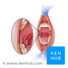 pterygomandibular raphne