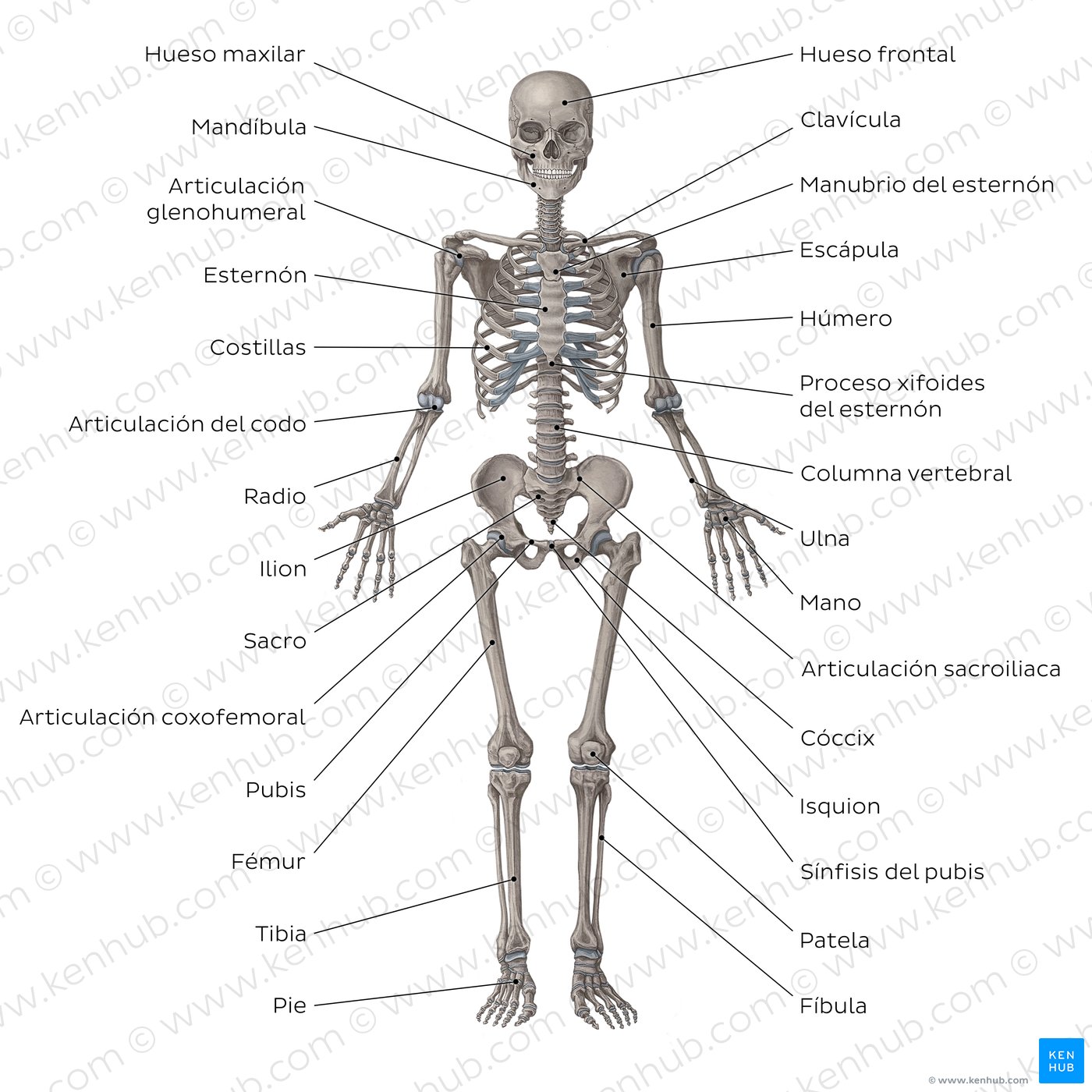Sistema esquelético: Aprende con herramientas gratuitas | Kenhub