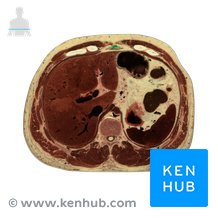 Xiphoid process of sternum: Anatomy and function | Kenhub