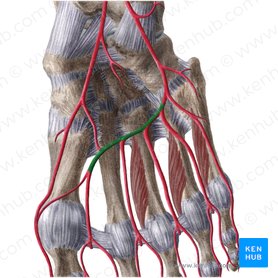 Dorsalis pedis artery: Anatomy, branches, supply | Kenhub