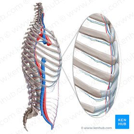 Intercostal arteries and blood supply of thoracic wall | Kenhub