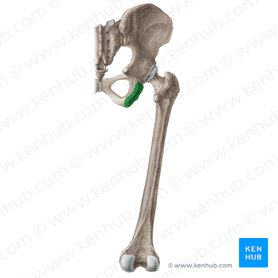 Ischial tuberosity: anatomy, structure and function | Kenhub