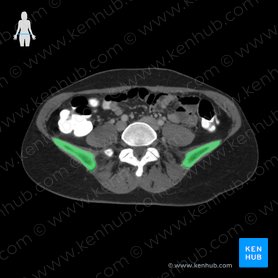 Ilium: anatomy and function | Kenhub