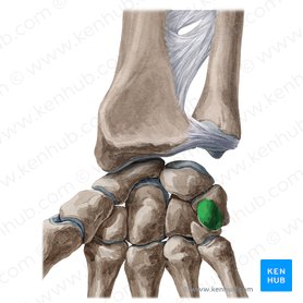 Carpal bones: Anatomy, relations and mnemonic | Kenhub