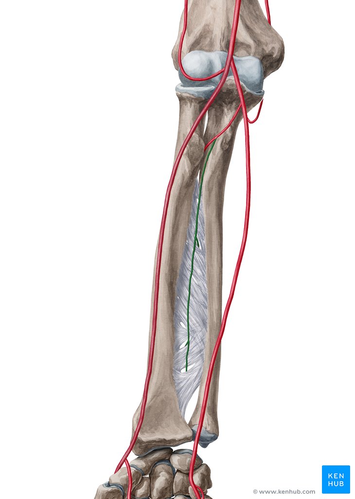 interosseous membrane