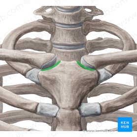 Sternoclavicular joint: Bones, ligaments, movements | Kenhub