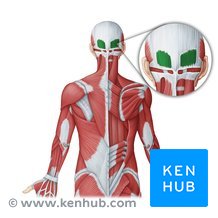 Occipitalis muscle: Anatomy and function | Kenhub