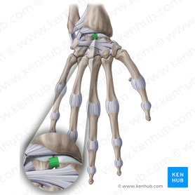 Distales Handgelenk - Anatomie, Aufbau, Mechanik, Klinik | Kenhub