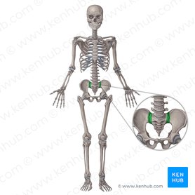 Sacroiliac joint: Anatomy, function | Kenhub