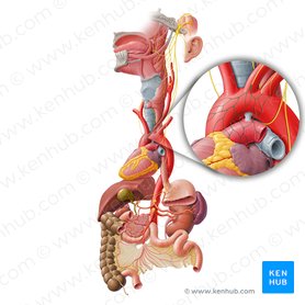 Inervação do Coração - Anatomia e Fisiologia Humana | Kenhub