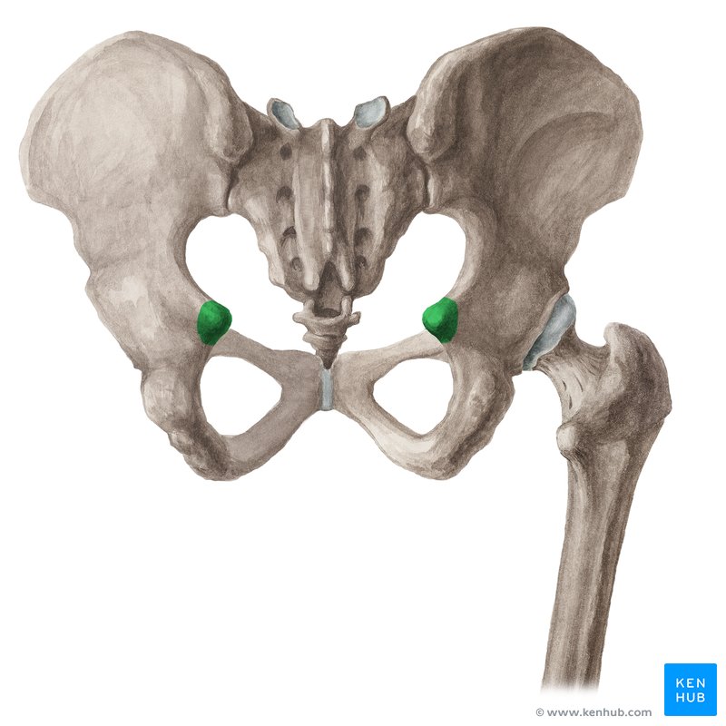 Ischial spine: Anatomy and function | Kenhub