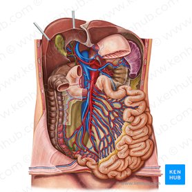 Cecum and vermiform appendix: Anatomy and function | Kenhub