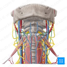 Nervus transversus colli - Anatomie & Klinik | Kenhub
