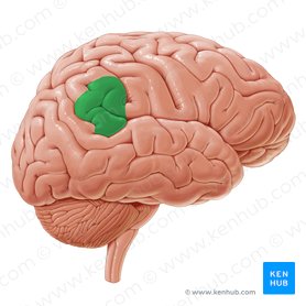 Córtex cerebral - Anatomia, histologia e funções | Kenhub