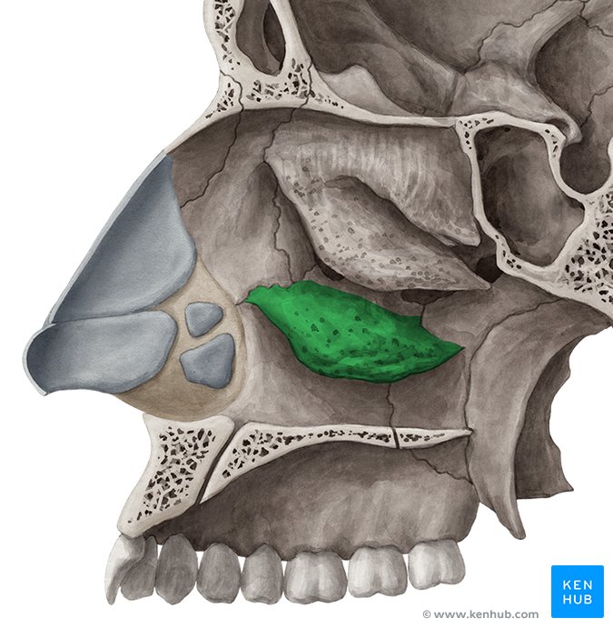 Nasal Concha Wikidoc