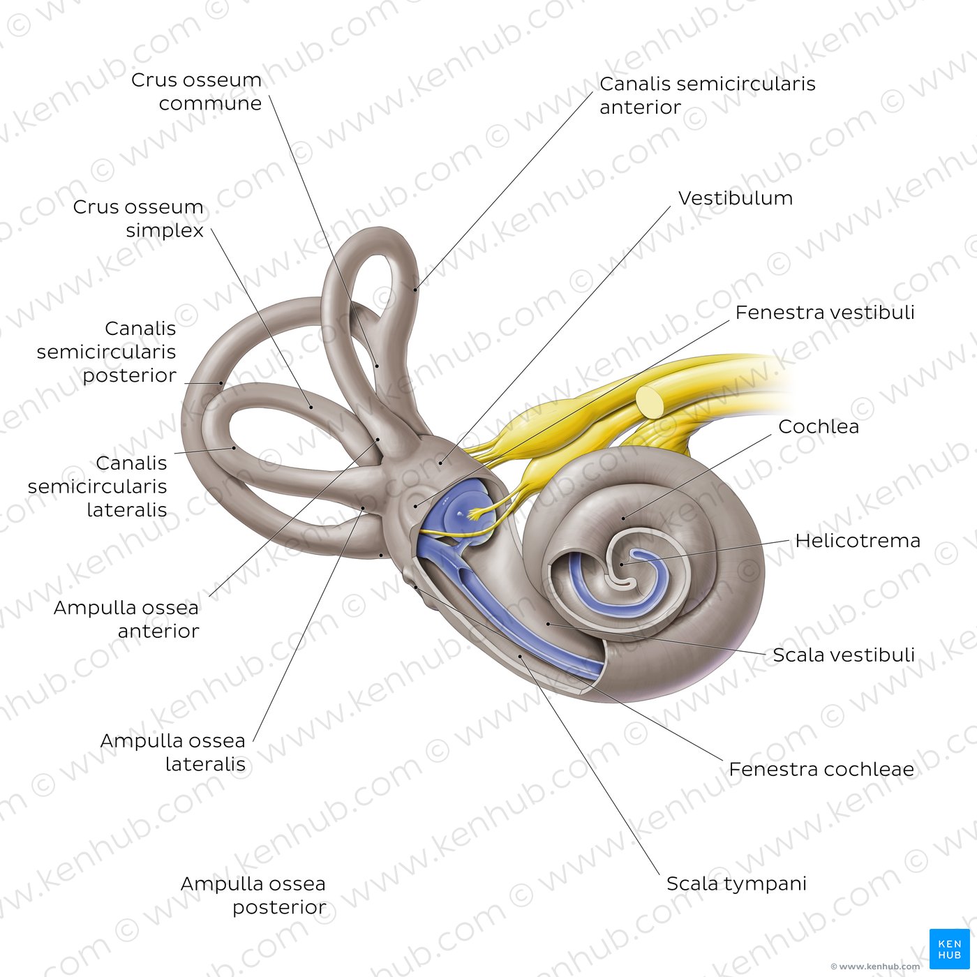 Gleichgewichtsorgan - Anatomie, Versorgung und Aufgaben | Kenhub