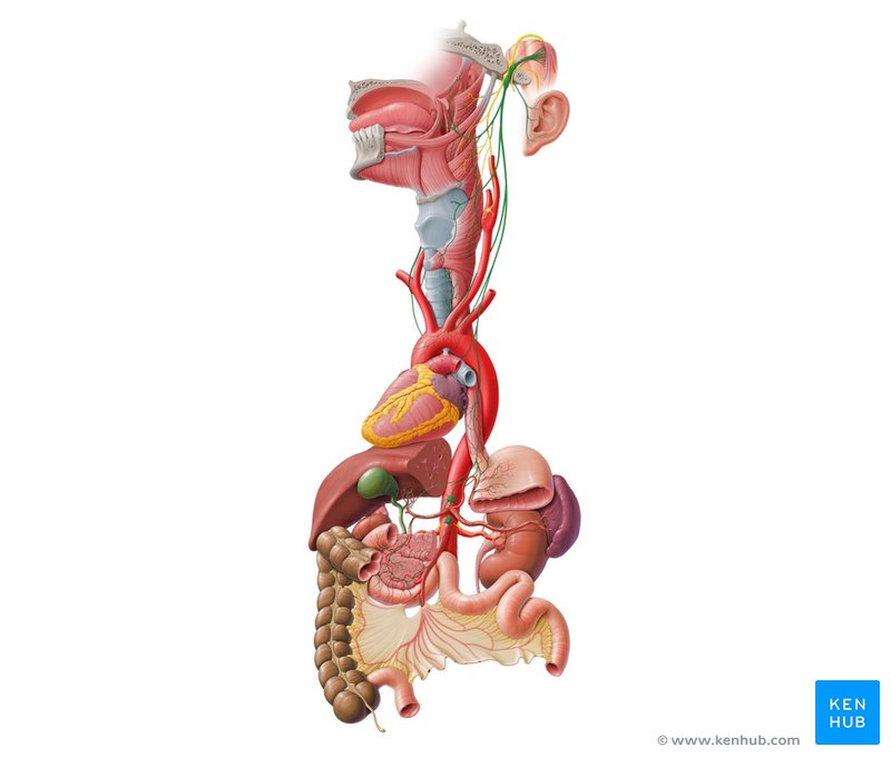 Nervio vago: Anatomía, función y ramos. | Kenhub