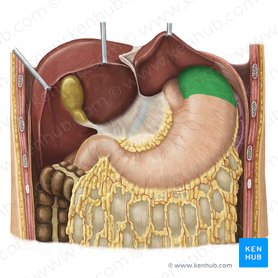 Fundus gastricus: anatomy and function | Kenhub