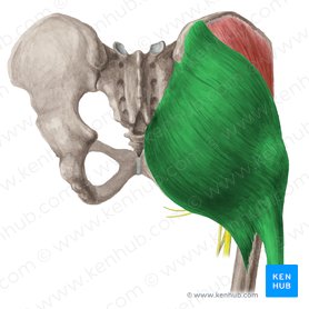 Gluteus maximus: Origin, insertion, innervation, function | Kenhub