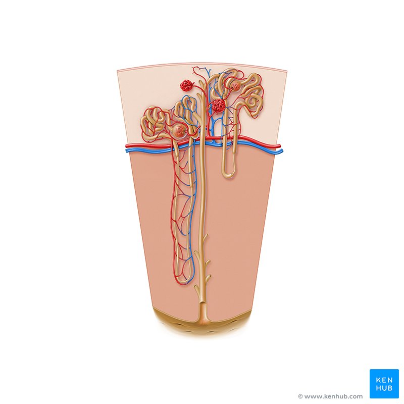 cortical nephron