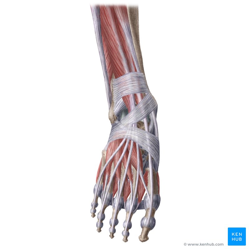 Músculos del pie: Orígenes, inserciones, funciones | Kenhub