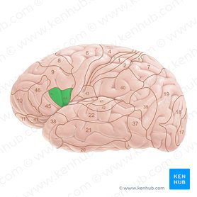 Brodmann areas: Anatomy and functions | Kenhub