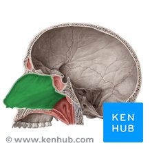 Septo nasal: Anatomia, estrutura, partes e função | Kenhub