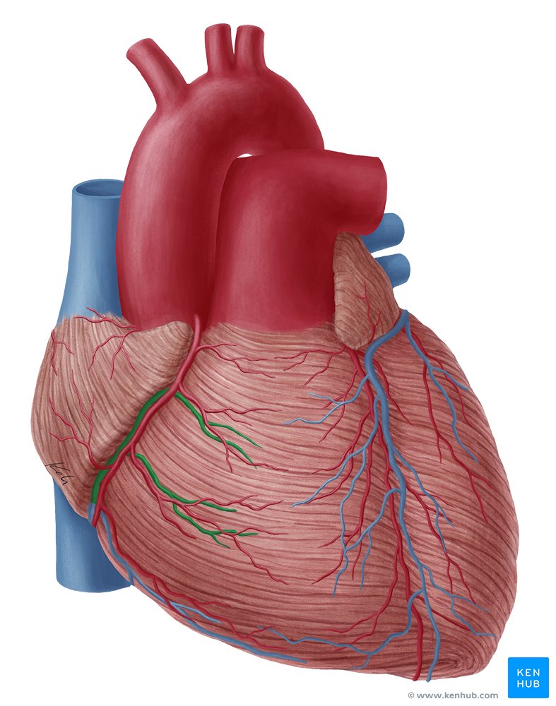 Anterior cardiac veins: Location, anatomy, function | Kenhub