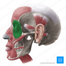 Facial muscles: Anatomy, function and clinical cases | Kenhub