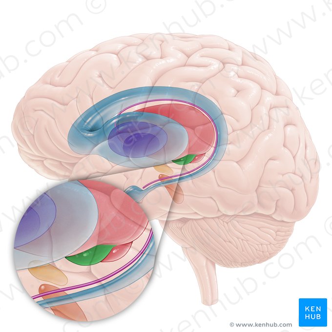 Diencephalon: Anatomy and function | Kenhub