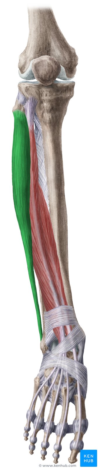 Peroneal muscles: Anatomy, innervation and function | Kenhub