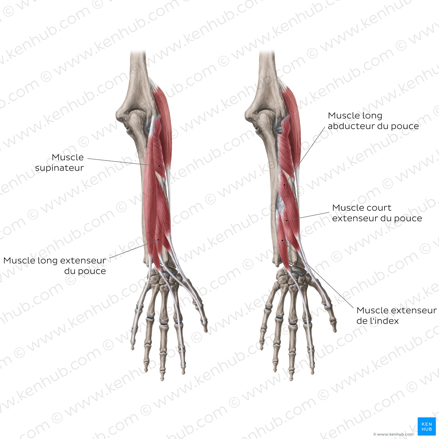 Coude et avant-bras : anatomie des muscles et des os | Kenhub