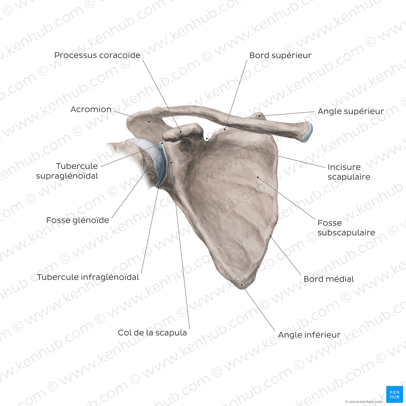 Scapula (omoplate) : Anatomie, rôle, notes cliniques | Kenhub