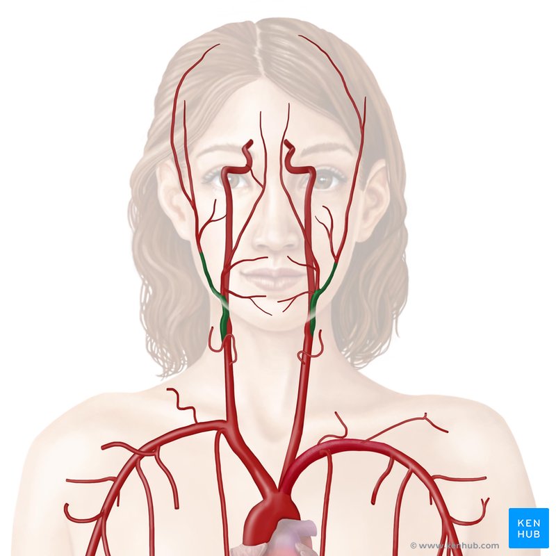 angular artery supply