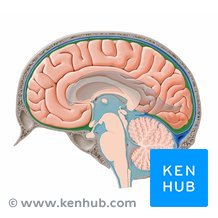 Subrachnoidalraum: Lage, Aufbau, Funktion und Blutung | Kenhub