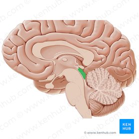 Midbrain: Anatomy, location, parts, definition | Kenhub